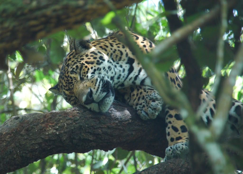 Wildlife in the Yucatan - Cozumel Forum - Tripadvisor