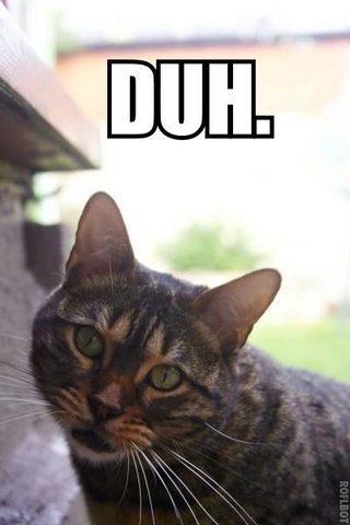 FARK.com: (4944593) In this corner, it is the "your dog wants" meme. In ...