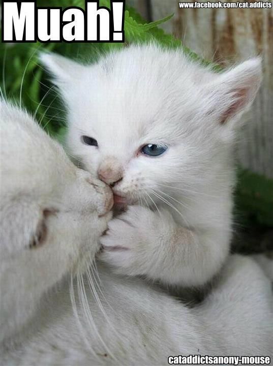 FARK.com: (8179031) Maxine the cat - missing and presumed dead for over ...