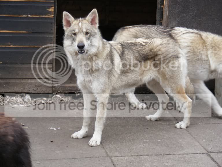 Northern Inuit Dog and Utonagan - Owners Thread