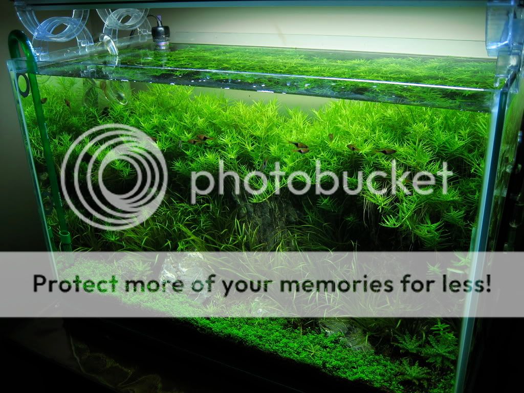 Craig's 60cm ADA tank - Page 2