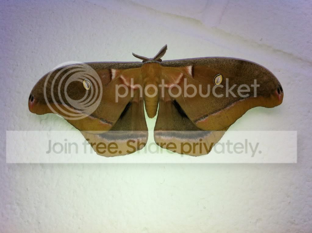 Any bug guys know what this thing is? > General Discussion > AR15.COM