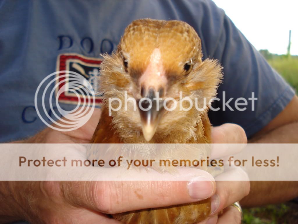 8 week old EE chicks - cockerels? Pullets? | BackYard Chickens - Learn ...