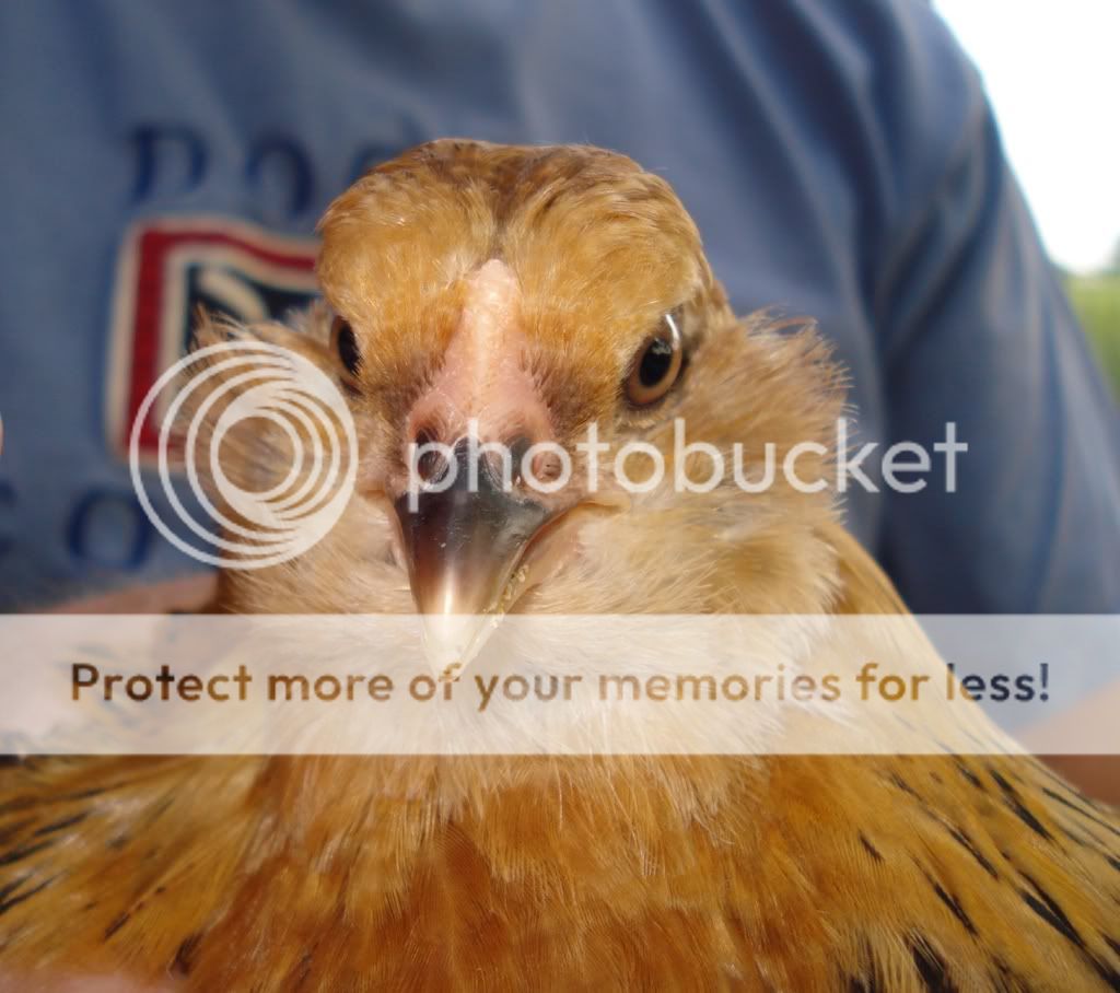 8 week old EE chicks - cockerels? Pullets? | BackYard Chickens - Learn ...