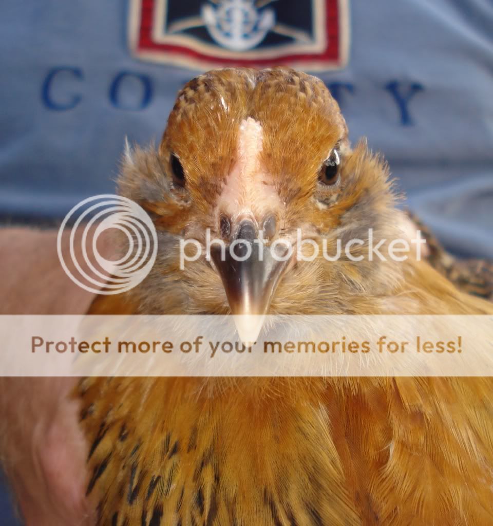 8 week old EE chicks - cockerels? Pullets? | BackYard Chickens - Learn ...