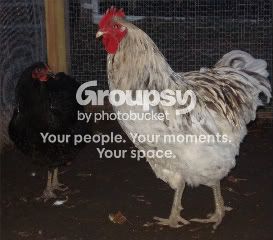 Splash Jersey Giant X Isa Brown - 7-9 eggs...one more time! | BackYard ...