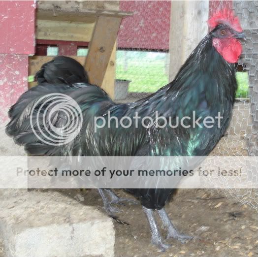 Longcrowers, Anyone? | BackYard Chickens - Learn How to Raise Chickens