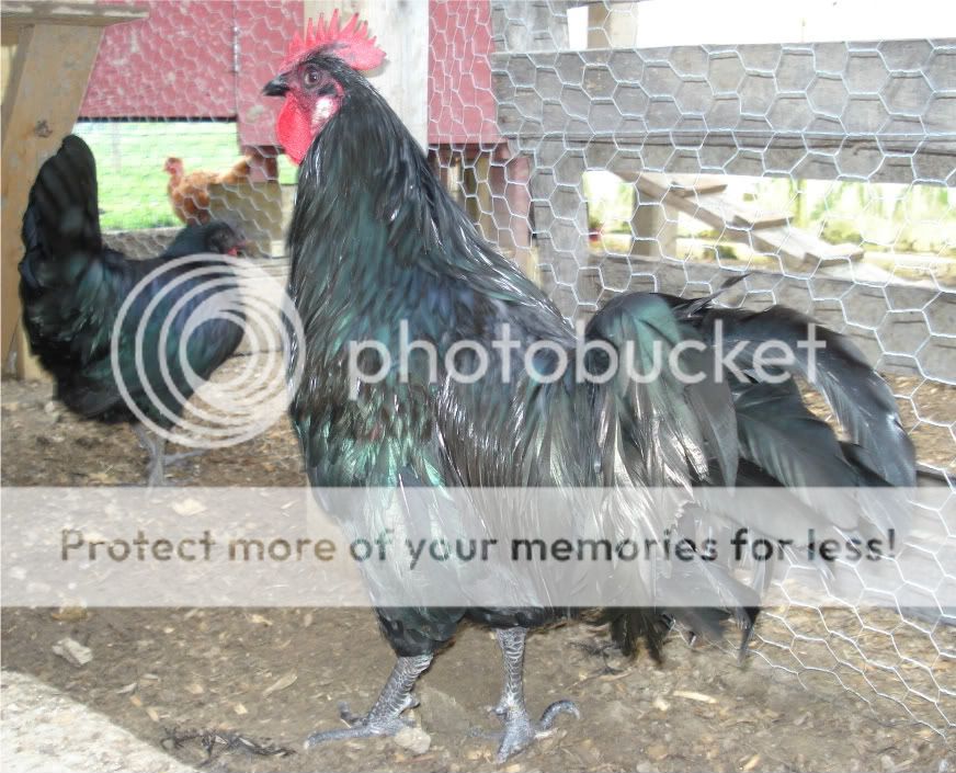 8-10 Tomaru Longcrower hatching eggs | BackYard Chickens - Learn How to ...