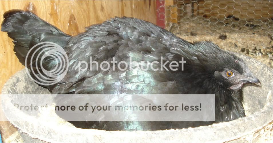 Tomaru Longcrower - 8+ hatching eggs - hatchery stock | BackYard ...