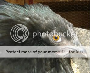 8-10 Tomaru Longcrower hatching eggs | BackYard Chickens - Learn How to ...