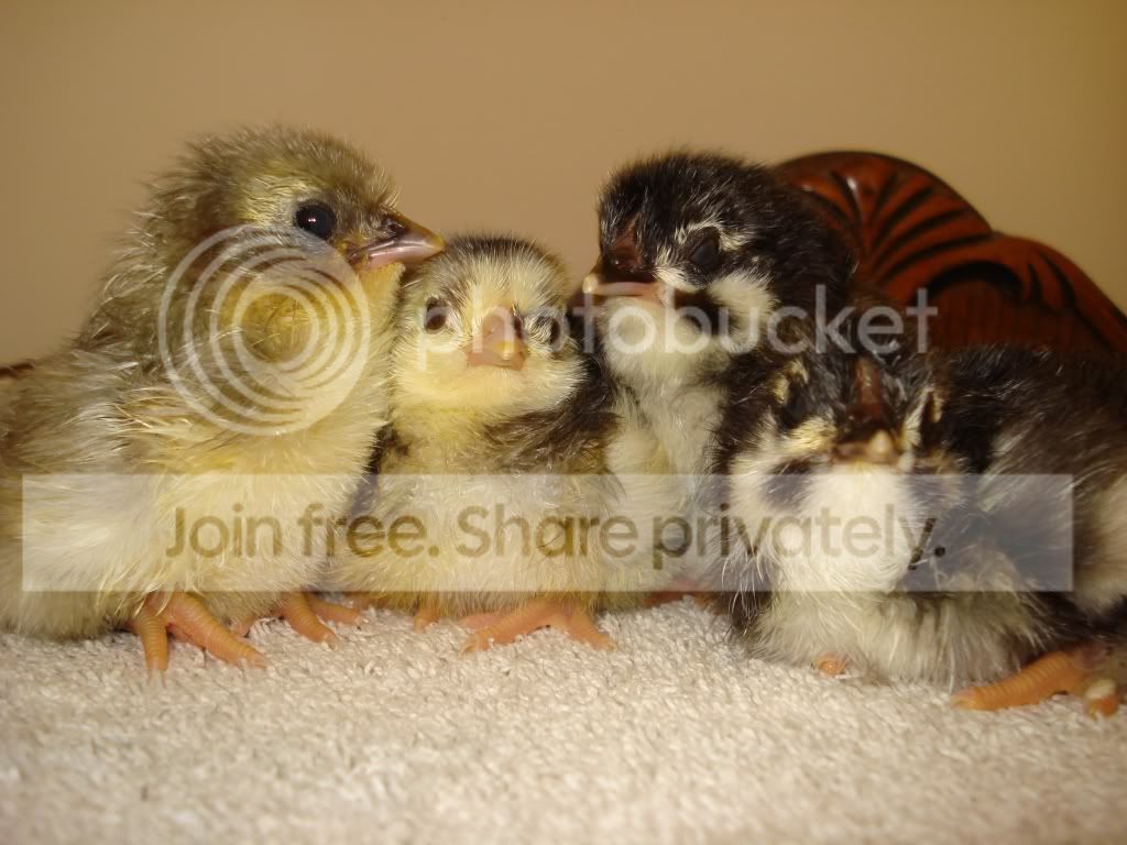 Blue/Black/Splash Jersey Giant eggs (9-12) | BackYard Chickens - Learn ...