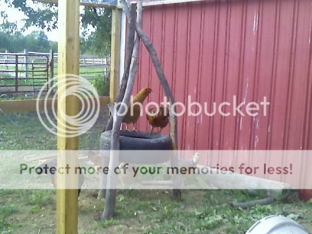 Chicken playground equipment? | BackYard Chickens - Learn How to Raise ...
